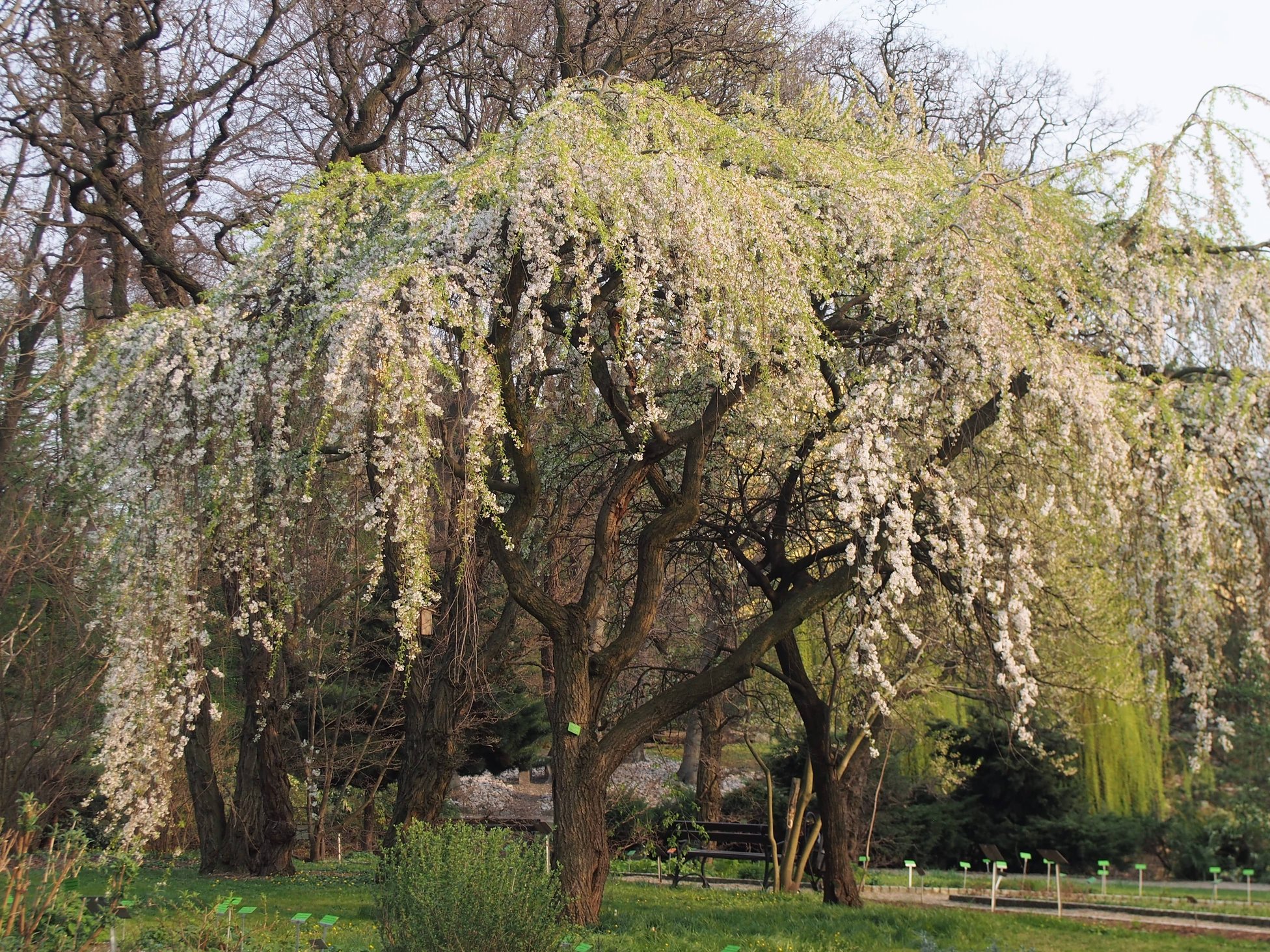 10 Ornamental Trees That Are Safe to Plant Near Your Home's Foundation